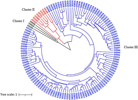 Cluster Dendrogram Of 127 Garlic Germplasm Based On Phenotypic Traits Download Scientific Diagram