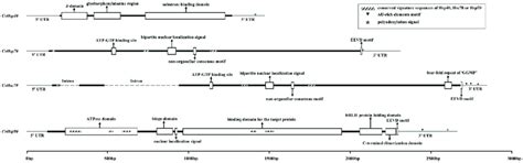 Schematic Representation Of The Full Cdnas For Cvhsp40 Cvhsc70