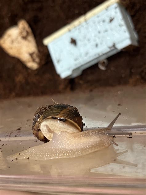 Help R Snails