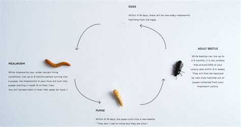 Mealworms Life Cycle