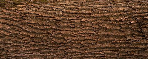 Tree Trunk Texture Seamless