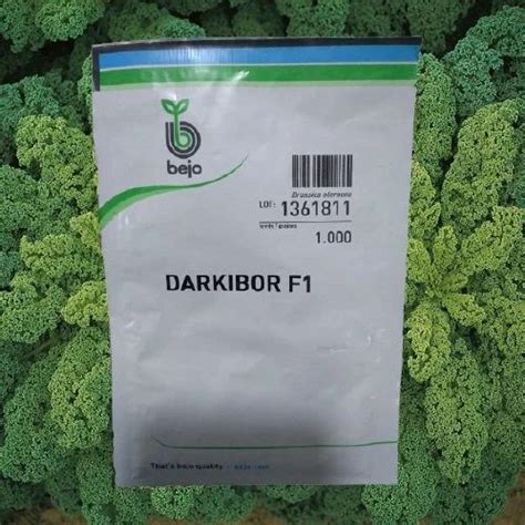 Darkibor F1 Kale Overwintering Bejo At Rs 105000 Herbal Extracts