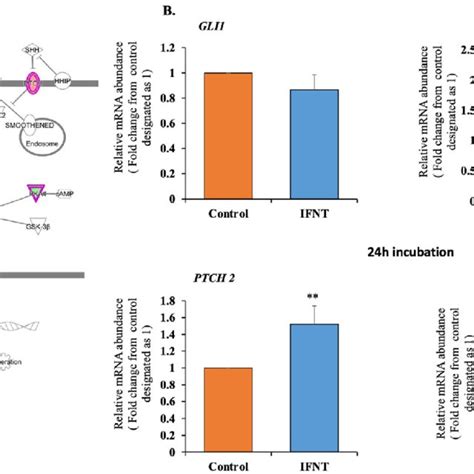 Functional Pathway Enrichment Of Degs In Day 18 P Compared To Np Bovine