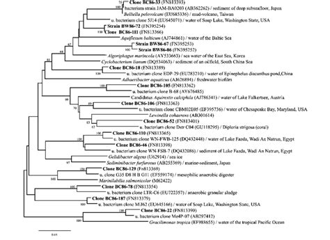Phylogenetic Relationships Of Bacteroidetes Sequences Retrieved From