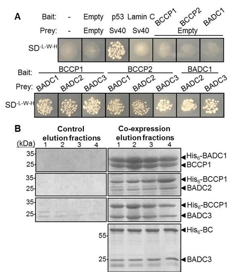 Badc Proteins Directly Interact With Bccp Subunits Of Accase A