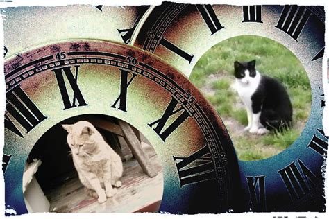 Kitty Gram By Faerieoftheunknon On Deviantart