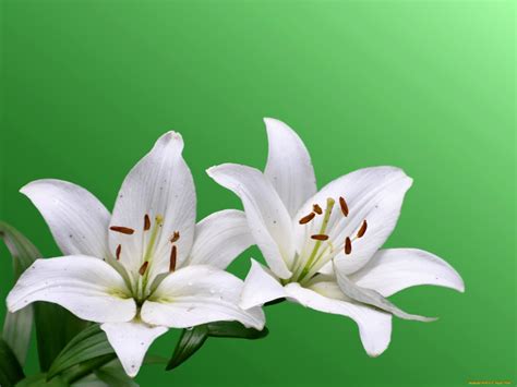 Лилейные цветы 61 фото