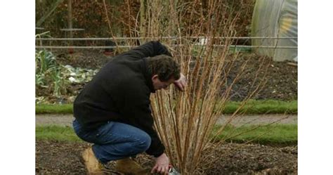 Резитба на новите издънки на малините се прави след късните пролетни слани Български Фермер