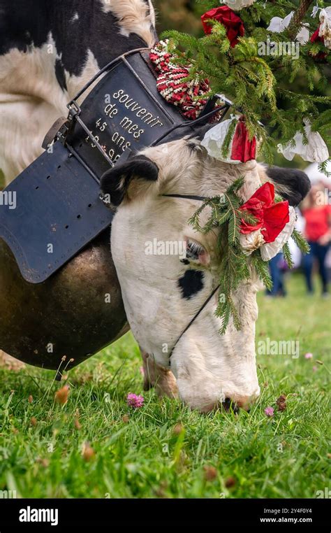 Swiss Cows Decorated With Flowers And Cowbell Desalpes Ceremony In