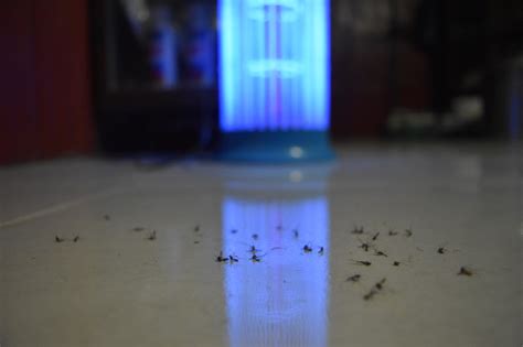 Do Led Flood Lights Attract Bugs At Samuel Kenneth Blog