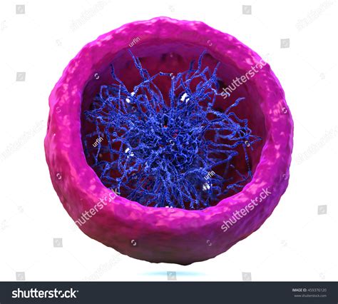 Cell Nucleus Inside Chromatinenucleus Nucleolus Human Stock