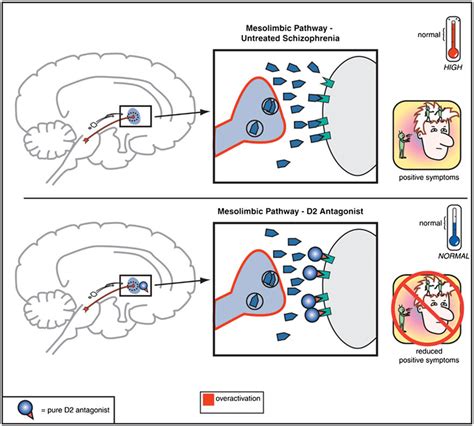 Mesolimbic Pathway And D2 Antagonists Download Scientific Diagram