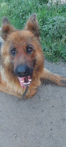 Потерялась немецкая овчарка девочка 8 лет с ошейником длинношерстная Убежала с вольера 1