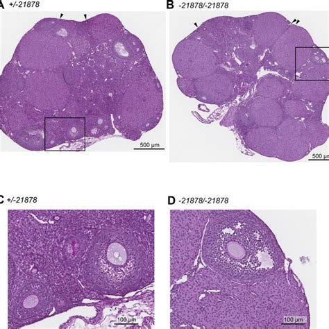 Normal Ovarian Histology Observed In Wee2 Ko Mice A B Download