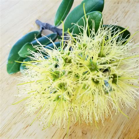 Metrosideros Excelsa Aurea — Naturally Native New Zealand Plants 2013 Ltd