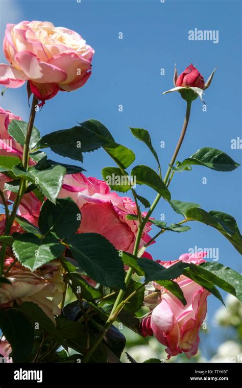 Rosa "Kordes Jubilee" Pink Rose Stock Photo - Alamy