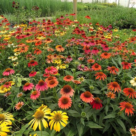 Cheyenne Spirit Coneflower Echinacea X Cheyenne Spirit