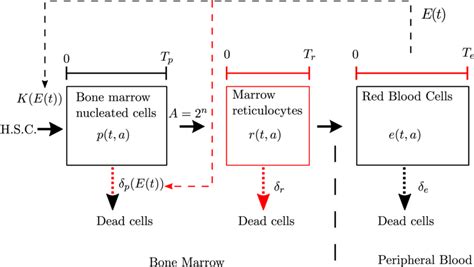 Erythropoiesis Model Improved Main Modifications Of The Last Model Are Download Scientific