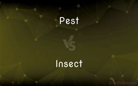 Pest Vs Insect Whats The Difference
