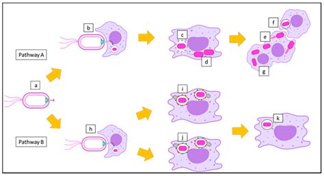 Bipd Of Burkholderia Pseudomallei Structure Functions And Detection Methods