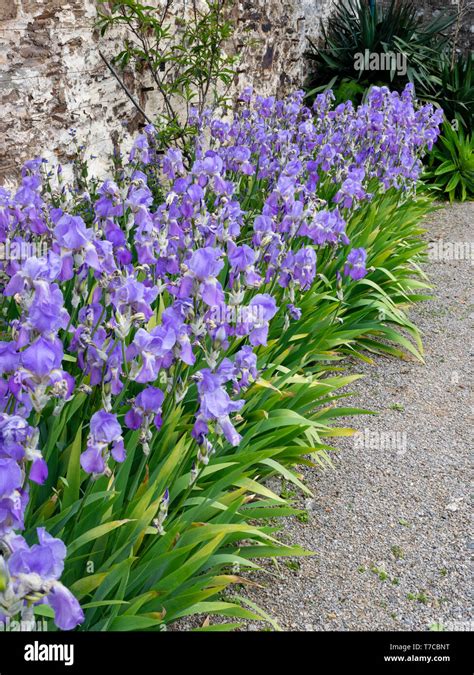 Massed Display Of The Hardy Perennial Iris Pallida Ssp Pallida An