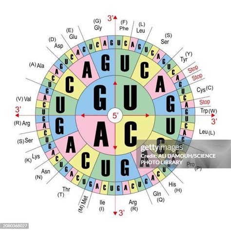 Rna Codons Illustration High Res Vector Graphic Getty Images