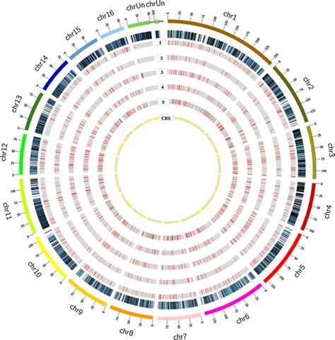 Overview Of Genomic Aberrations Amplifications And Deletions In All Download Scientific