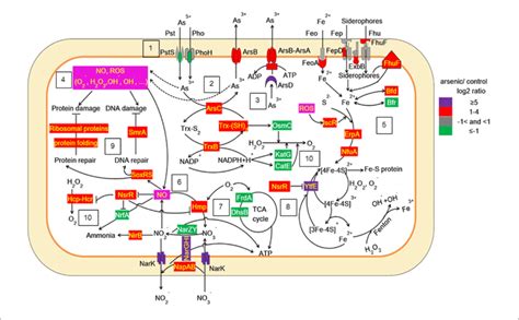 Proposed Scheme Illustrating The Toxicity And Adaptive Response