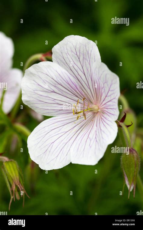 White Flowers Of The Hardy Geranium Geranium Clarkei Kashmir White