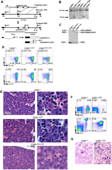 The C Terminal 95 Amino Acids Of Cbf ␤ Smmhc Are Required For Defects Download Scientific