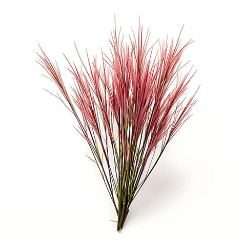 Premium Photo Red River Switchgrass Forest Green Small Bouquet Vigorous No Isolated On White