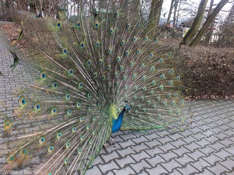 Peacock Displaying Zoochat
