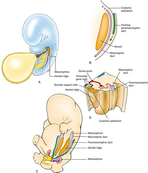 Development Of The Reproductive System Clinical Tree
