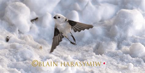 Hokkaido Photo Tour The Always Adorable Shima Enaga Japan Dreamscapes