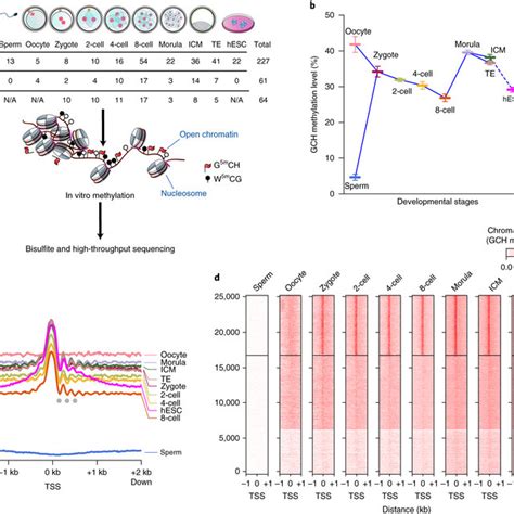 Single Cell Multi Omics Sequencing Of Human Early Embryos Request Pdf