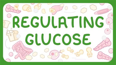 Glucose And Glucagon The Feedback Loop That Saves Your Life