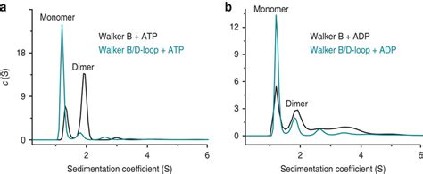 The D Loop D To A Substitution Greatly Reduces Atp Driven Nbd