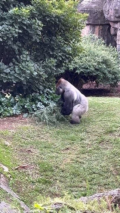 Silverback Gorilla Showing Dominance Gorilla Youtube
