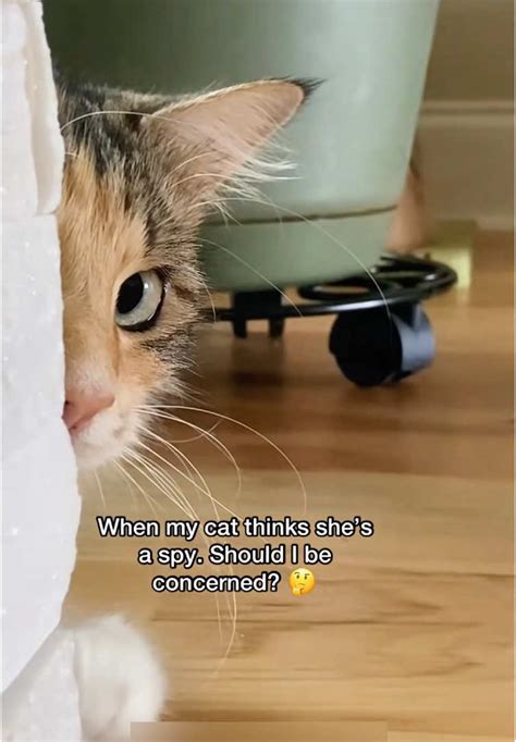 Gato Sueña Con Ser Agente Secreto Internacional Tiktok