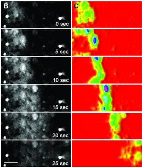 Question 18 Modeling Differential Equations In Neurochemistry