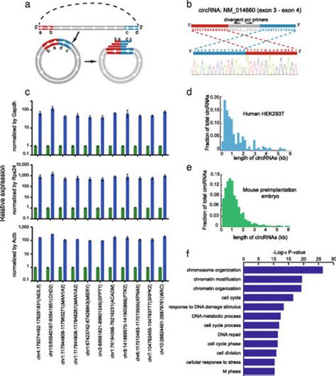 Single Cell RNA Seq Transcriptome Analysis Of Linear And Circular RNAs RNA Seq Blog Viral
