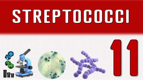 Lecture 11 Streptococci Youtube