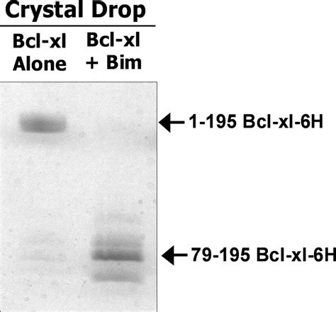 cleavage of the bcl xl loop region during crystallization the contents