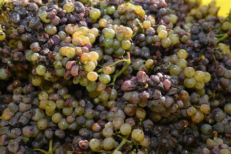 Nos Vins Rochambeau Domaine De Rochambeau