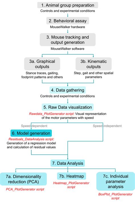 Using The Mousewalker To Quantify Locomotor Dysfunction In A Mouse