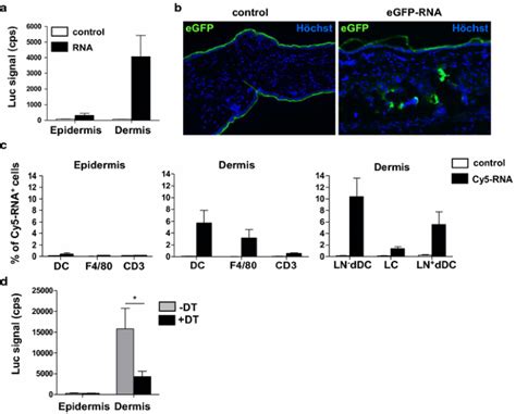 Uptake Of Synthetic Naked RNA By Skin Resident Dendritic Cells Via