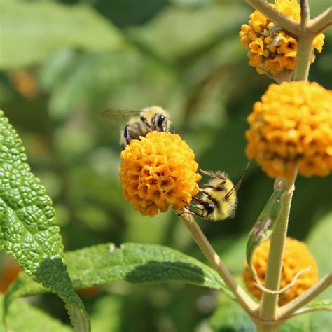 Orange Ball Butterfly Bush Buddleja Globosa R Flowers