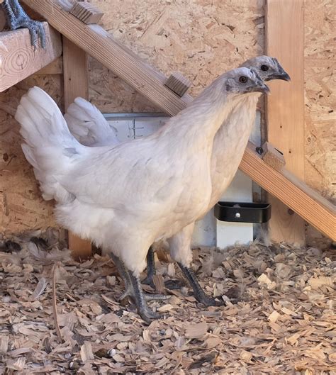 Zombie Chicks Spooky High Producing Egg Layers