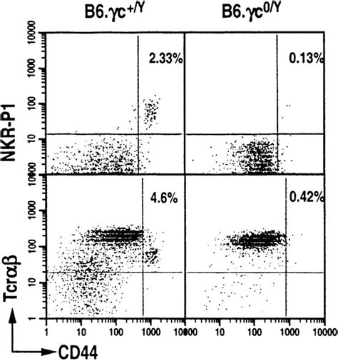 Common Cytokine Receptor γc Deficient Mice Do Not Develop Thymic Ntαβ Download Scientific