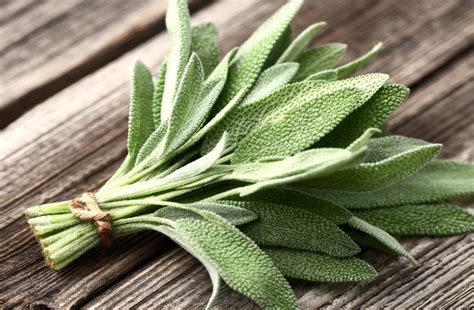 6 Home Remedies For Chlamydia